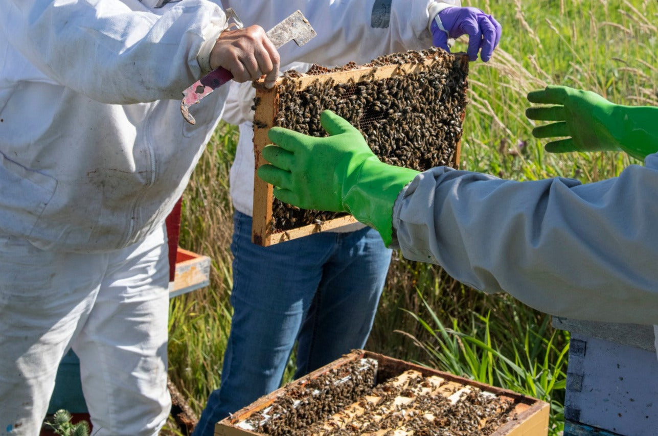 Hands-in-the-Hives Beekeeping & Mentorship Series - INTERMEDIATE – Urban Bee Supplies