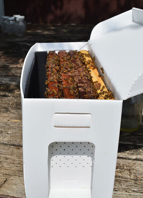 Nucleus Colonies (Nucs) – Urban Bee Supplies