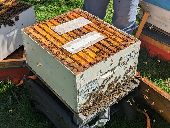 Formic Pro – Urban Bee Supplies